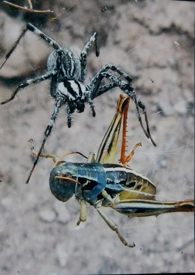 Wolf Spider and Colorful Harlequin Cricket Prey Stock Image - Image of ...