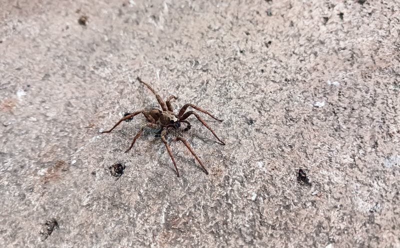 A Wolf Spider Crawling on Concrete during Its Hunt Stock Photo - Image ...