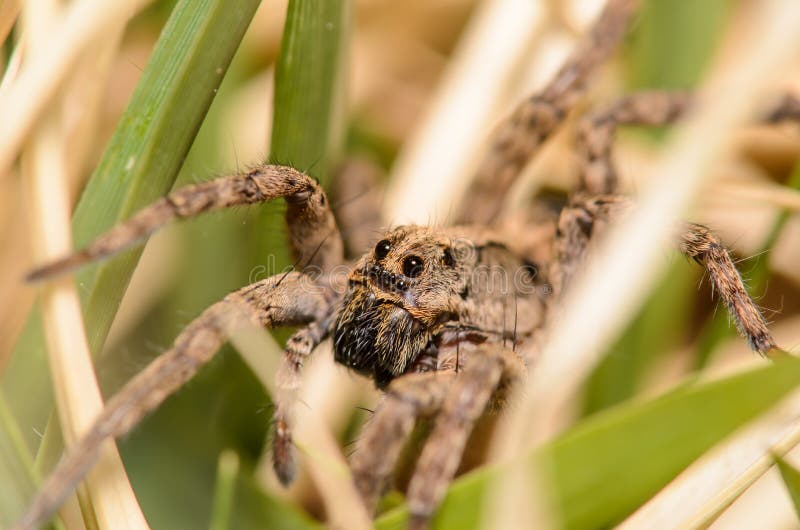 Wolf Spider stock image. Image of beautiful, eyes, spring - 39934057