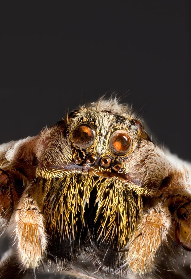 Very Sharp Photo of US Jumping Spider Phiddipus Stock Photo - Image of ...