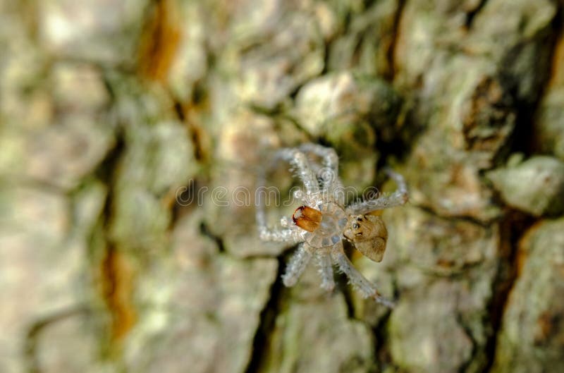 Spider Exuviae Stock Photos - Free & Royalty-Free Stock Photos from ...