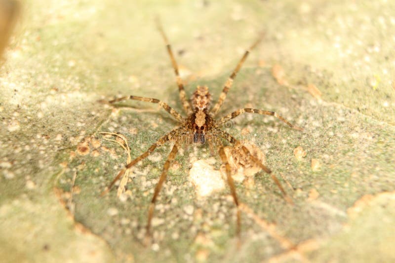 Wolf Spider (family Lycosidae) Stock Photo - Image of invertebrate ...