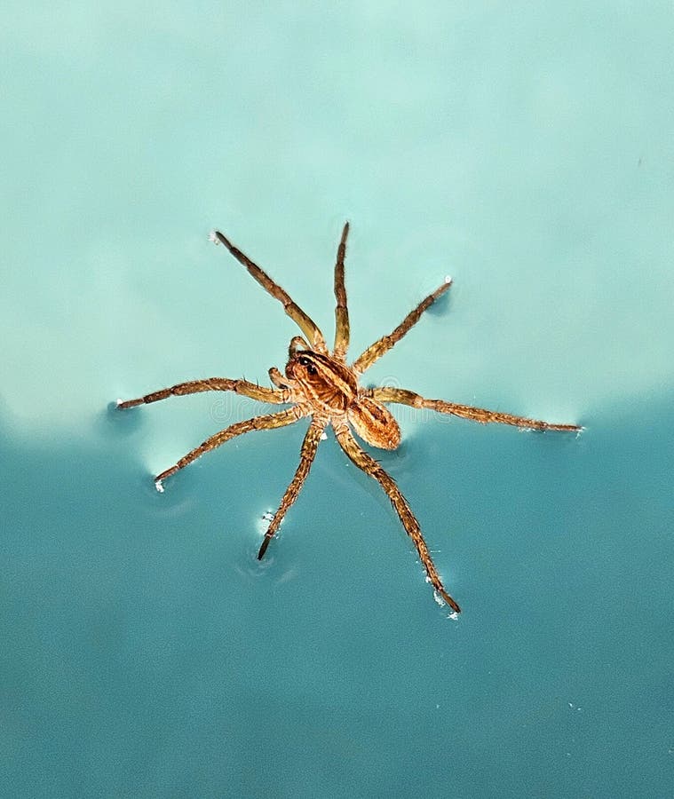 210 Wolf Spider Water Stock Photos - Free & Royalty-Free Stock Photos ...