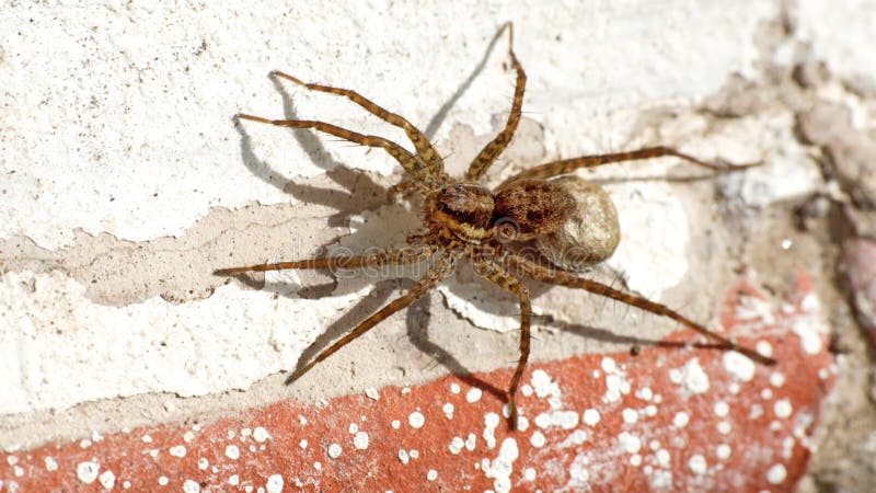 Wolf spider on a wall stock photo. Image of spider, insect - 199900702
