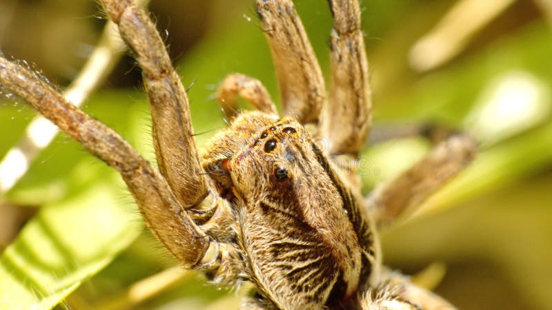 Wolf spider in the grass stock photo. Image of macro - 220188508