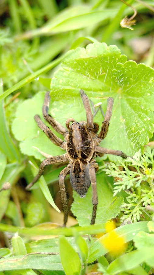 Wolf spider in the grass stock photo. Image of field - 211716630