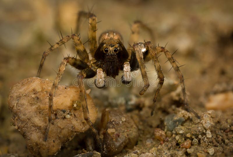 Wolf spider stock photo. Image of monster, walker, high - 62666206
