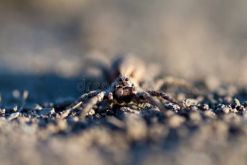 Wolf spider Hogna radiata stock image. Image of lion - 120082695