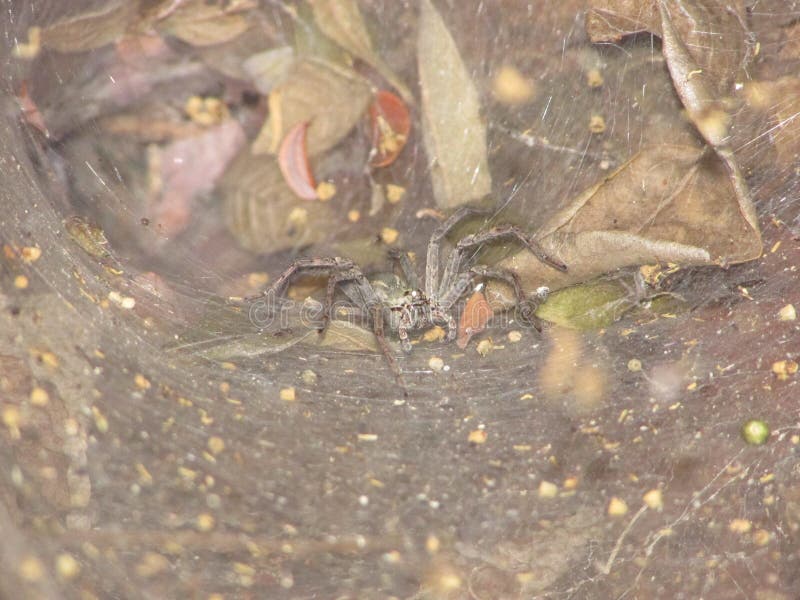 A Wolf Spider in Its Web Lurks Stock Photo - Image of aglaoctenus ...