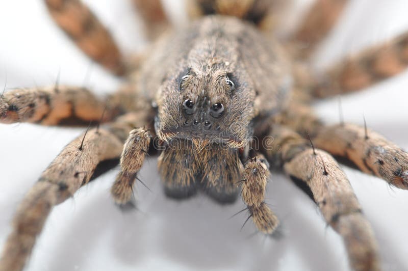 Wolf Spider Macro stock image. Image of wolf, mandibles - 20863017