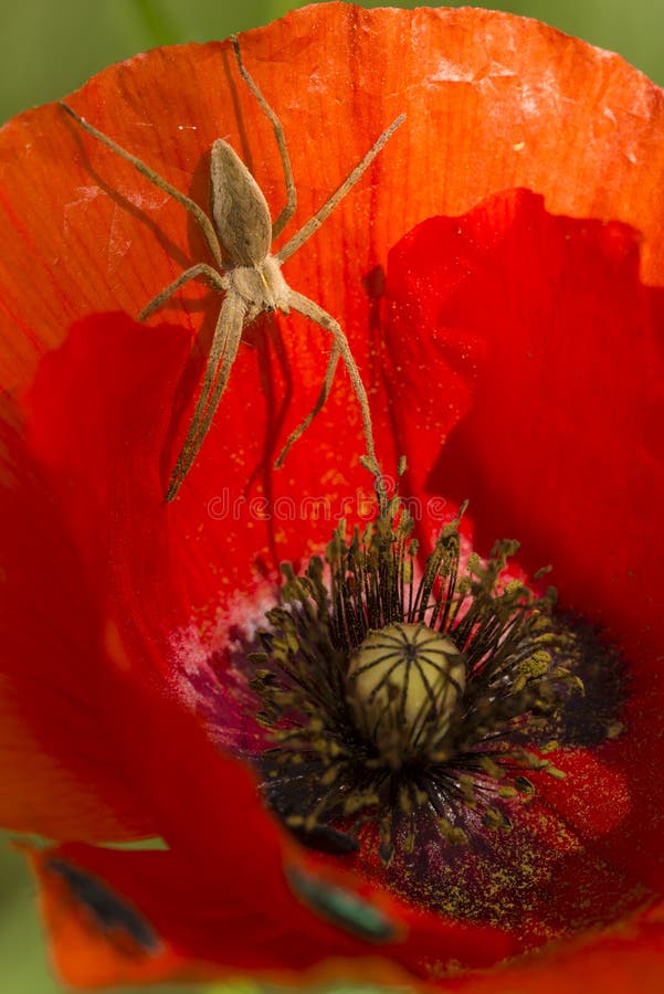 Wolf Spider on Petals of Red Poppy Stock Image - Image of wolf, macro ...