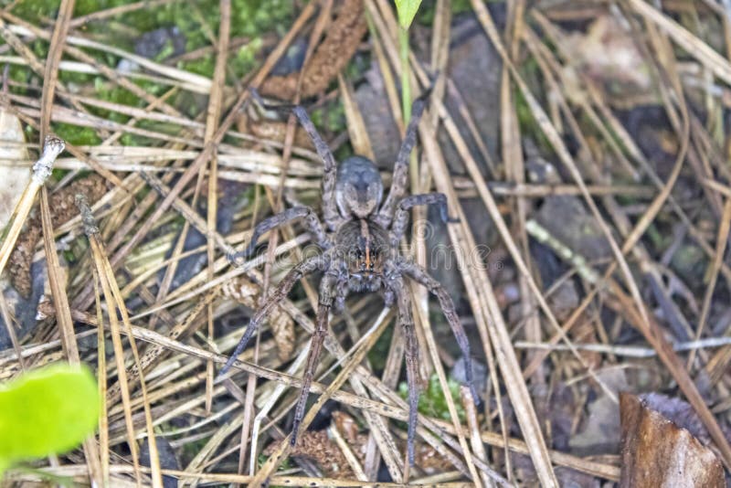 Wolf Spider on Pine Needles Stock Image - Image of pine, black: 220511105
