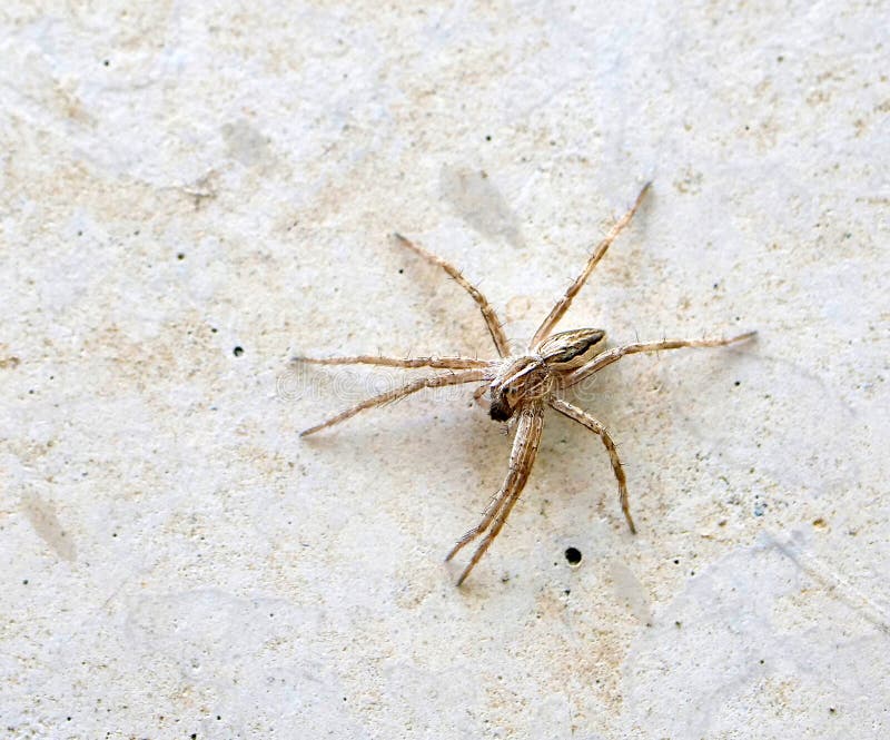 Wolf Spider a Predator of Tiny Insects Stock Image - Image of arachnid ...
