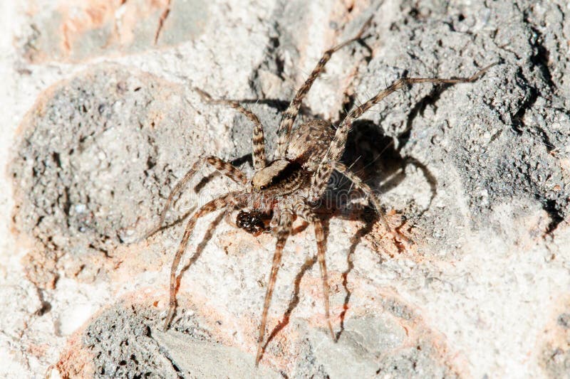 Wolf Spider with Prey on a Stone, Macro Stock Photo - Image of spider ...