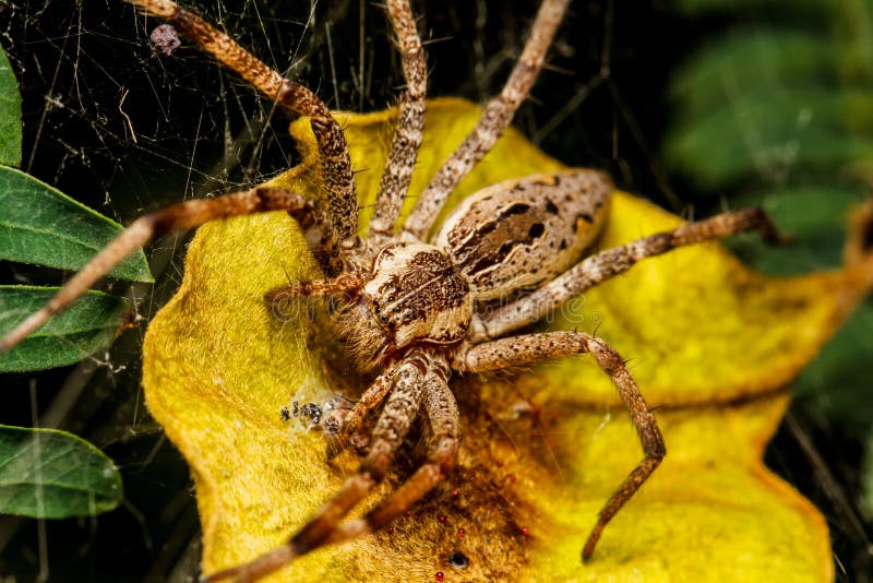 Wolf Spider is Resting on the Net Stock Image - Image of feeding, macro ...