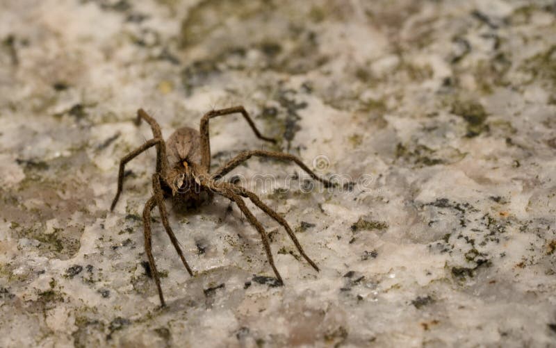 Wolf Spider Sitting on a Structured Floor in Spring Time, Hessen ...