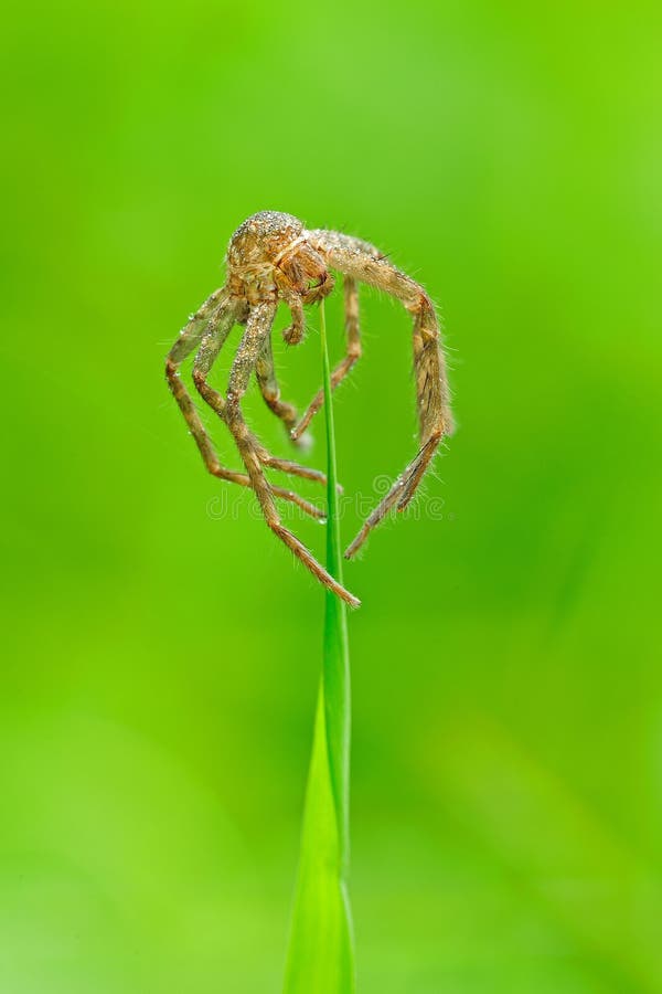 Wolf spider skin stock photo. Image of green, macro, leaf - 26408816