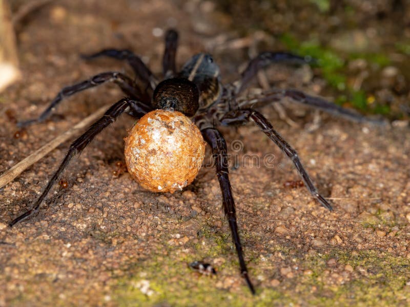 Wolf Spider stock photo. Image of fauna, dangerous, detail - 195706706