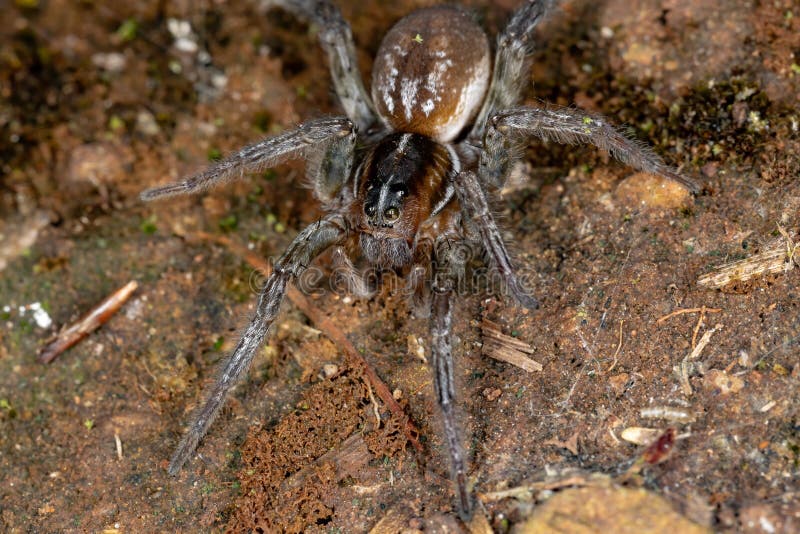 Wolf Spider stock photo. Image of isolated, background - 195707050