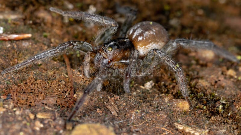 Wolf Spider stock image. Image of arachnophobia, detail - 195707247