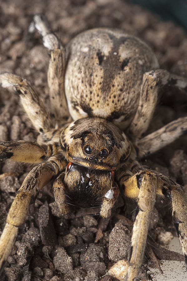 Wolf Spider Species,Lycosa Tarantula Stock Photo - Image of aggressive ...