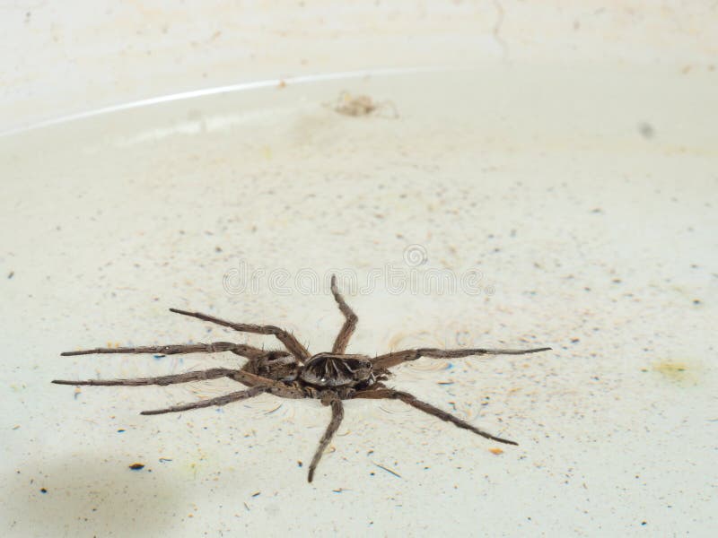 Wolf Spider on Surface of Water Stock Photo - Image of species, aquatic ...