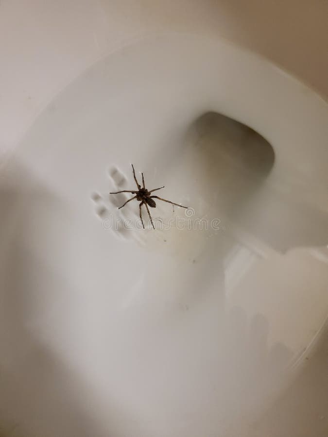 Wolf Spider in the Toilet stock photo. Image of toilet - 200854530
