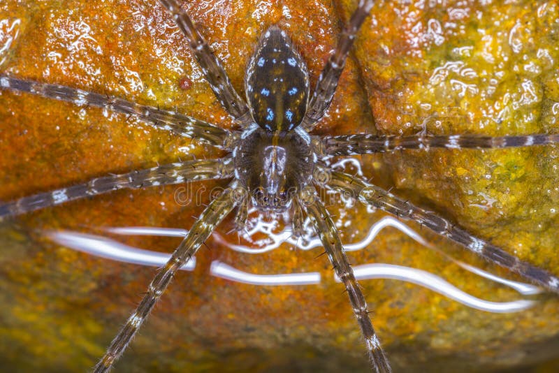 Wolf Spider stock photo. Image of arachnid, hairy, spider - 32948710