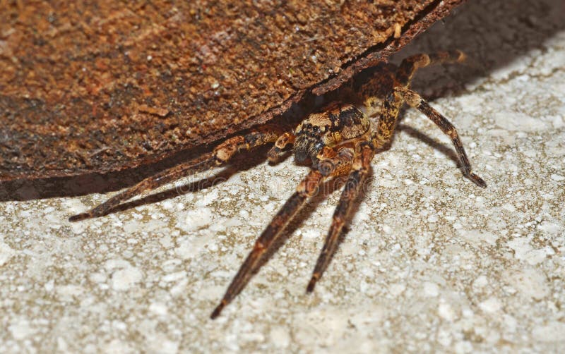 Wolf spider under a log stock photo. Image of copy, background - 28009950