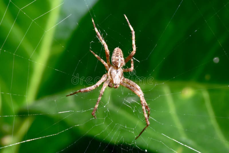 Garden Wolf Spider Night Hunting Stock Image - Image of outdoor ...