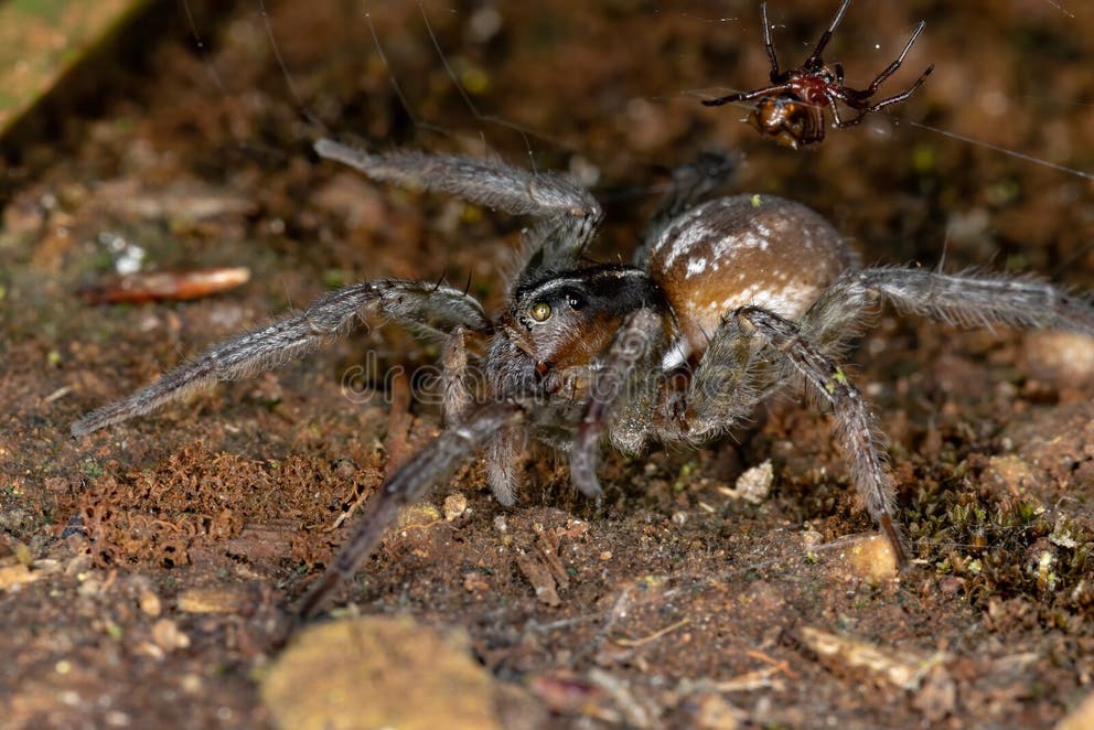 Wolf Spider stock image. Image of lycosidae, allocosa - 195706977