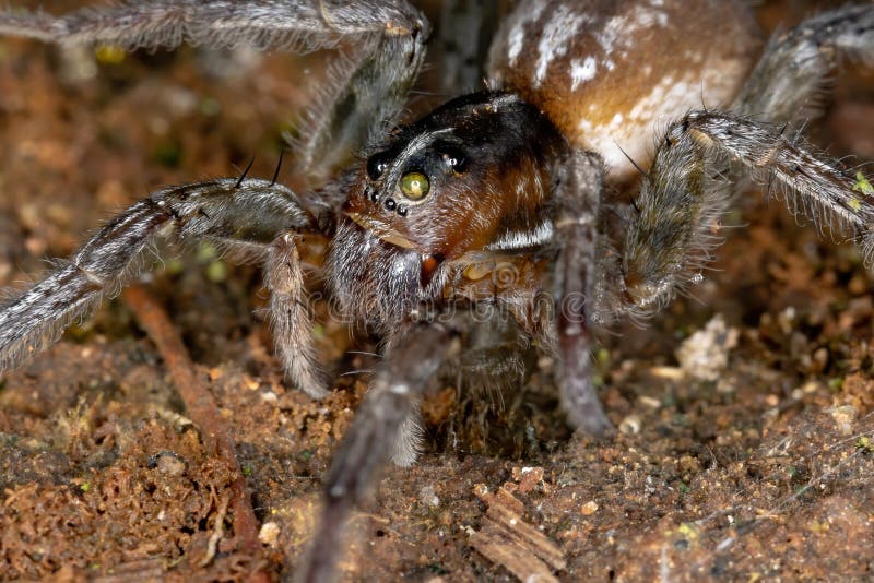Wolf Spider stock image. Image of arthropod, hunting - 195707041
