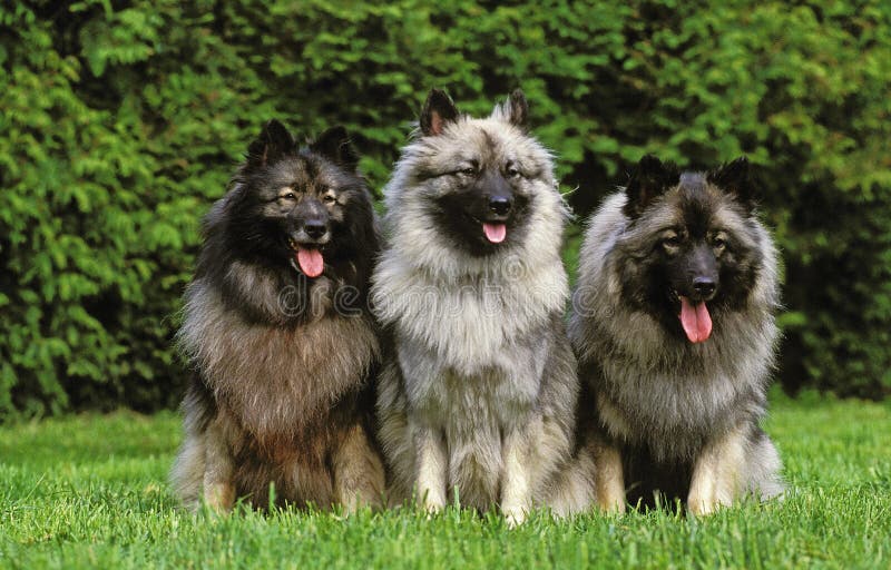 Wolf Spitz, Adults Sitting in Grass Stock Image - Image of view, spitz ...