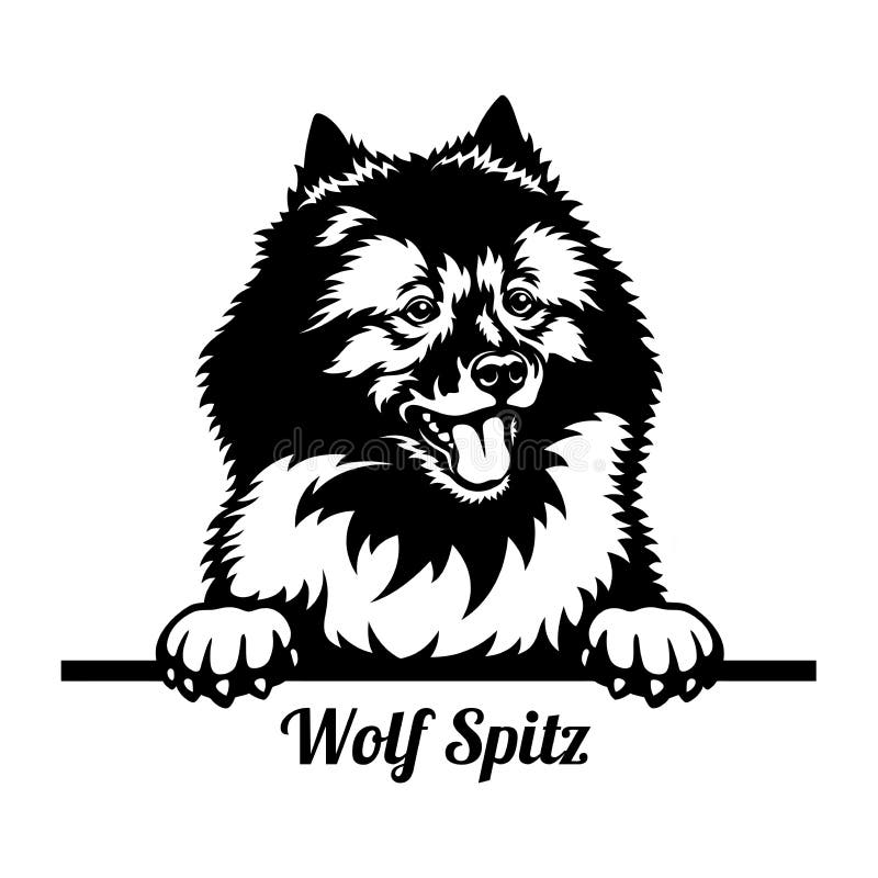 Wolf Spitz . a Portrait of a Purebred Male Keeshond German Wolfspitz ...