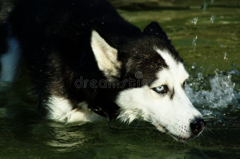 Wolf In A Spring Picture. Image: 6128659