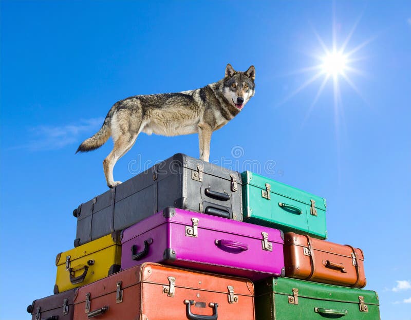 A Wolf Standing Atop a Towering Stack of Colorful Suitcases Under a ...