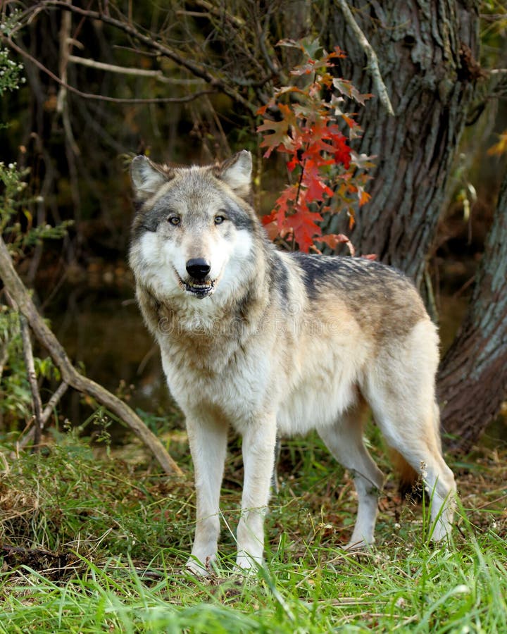 Wolf Standing in a Clearing Stock Photo - Image of canis, natural: 83133322