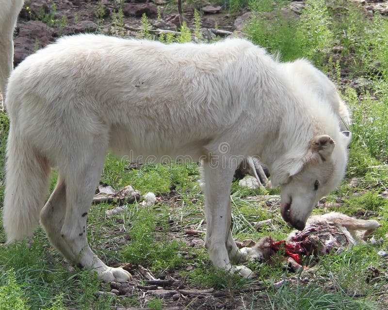 Wolf Standing Eating a Rabbit Stock Image - Image of ground, legs: 37131667
