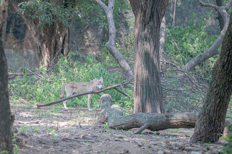 Wolf standing in the field stock photo. Image of captive - 229353312