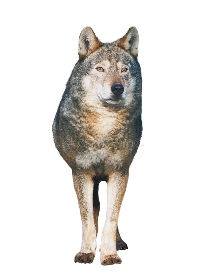Wolf Standing Grey Full Size Cute Stock Photo - Image of full, nature ...