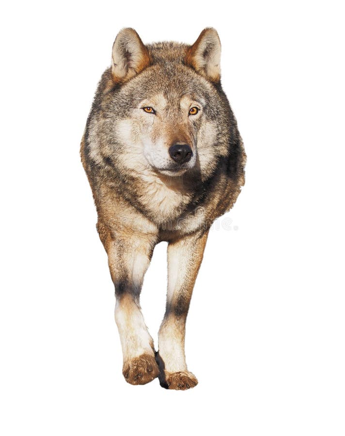 Wolf Standing Grey Full Size Cute Stock Image - Image of lupus ...