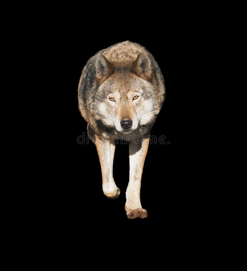 Wolf Standing Grey Full Size Cute Stock Photo - Image of great, length ...