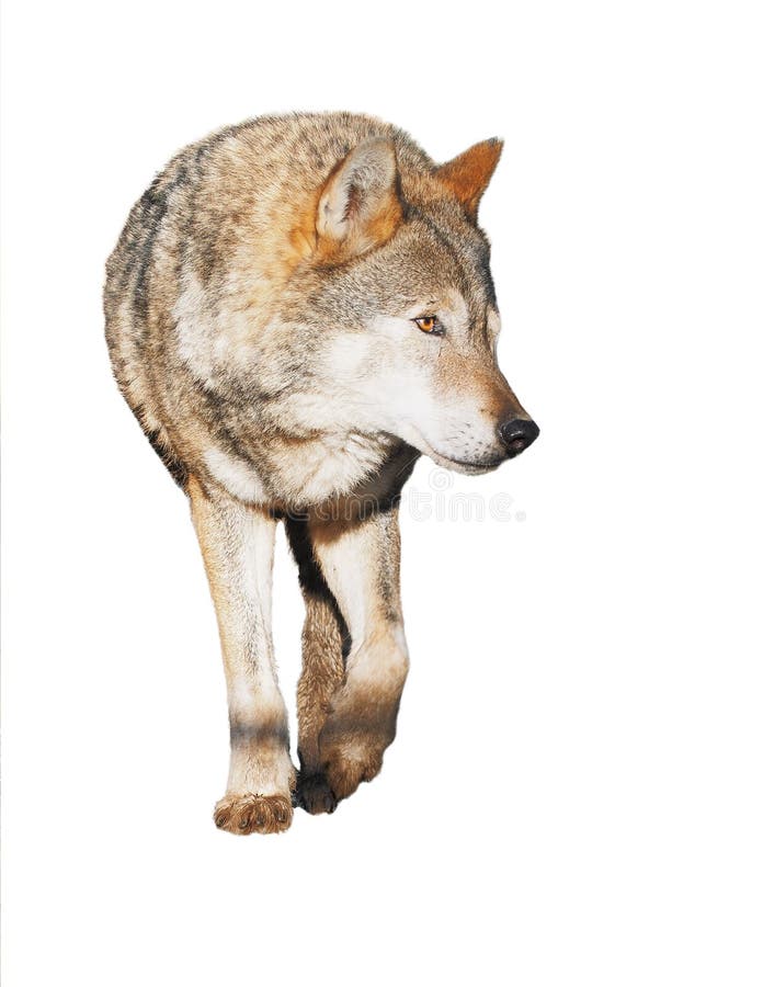 Wolf Standing Grey Full Size Cute Stock Image - Image of lupus, animal ...