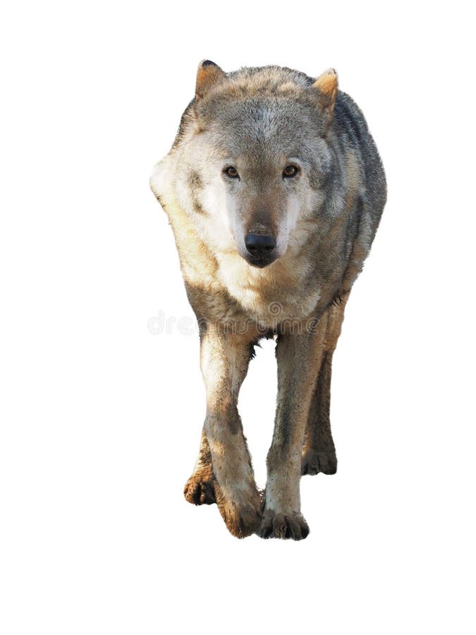 Wolf Standing Grey Full Size Cute Stock Photo - Image of beast, danger ...