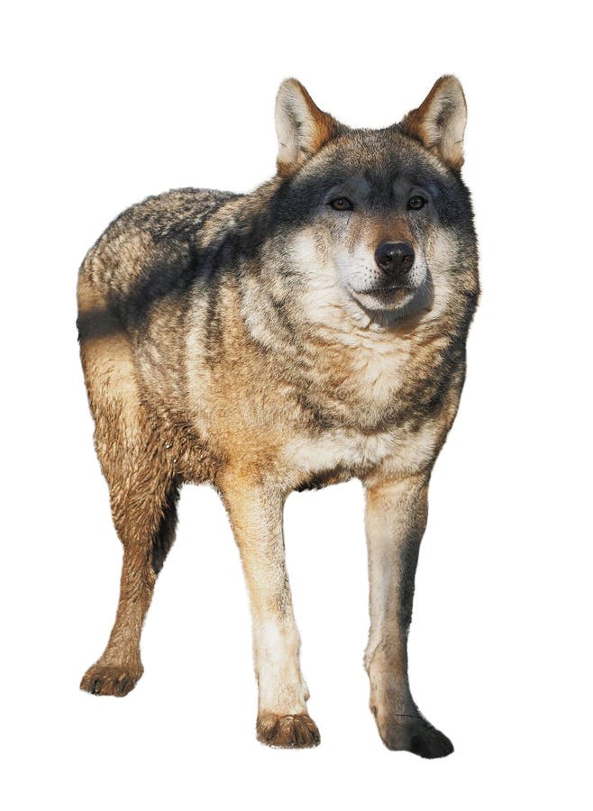 Wolf Standing Grey Full Size Cute Stock Photo - Image of mammal ...