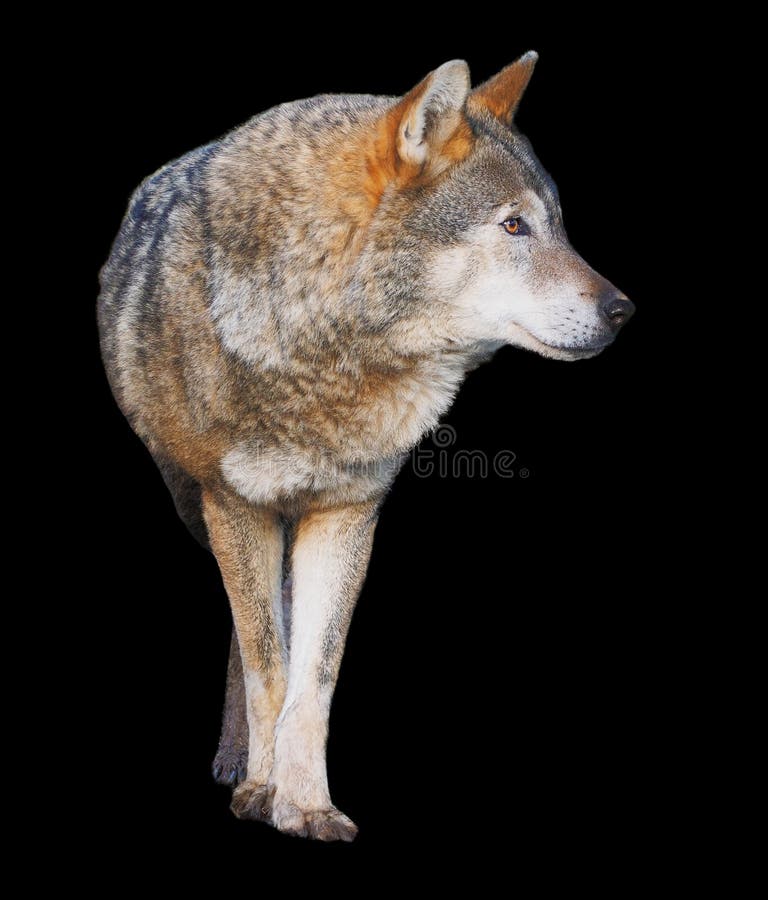 Wolf Standing Grey Full Size Cute Stock Photo - Image of savage, single ...
