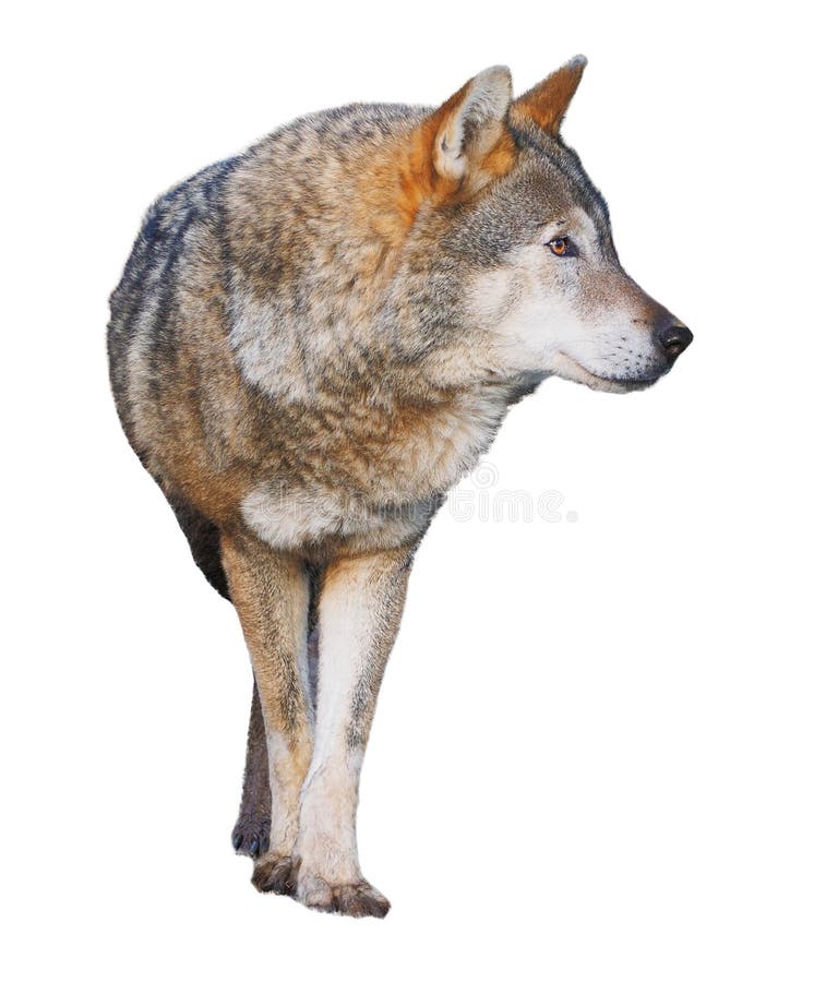 Wolf Standing Grey Full Size Cute Stock Image - Image of animal, lupus ...