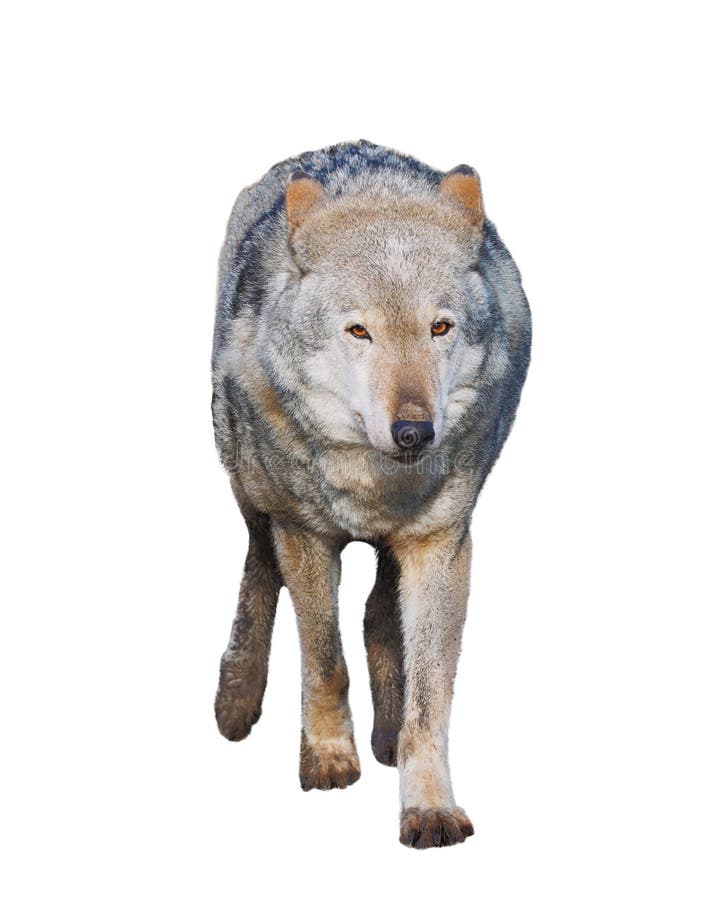 Wolf Standing Grey Full Size Cute Stock Image - Image of canis ...