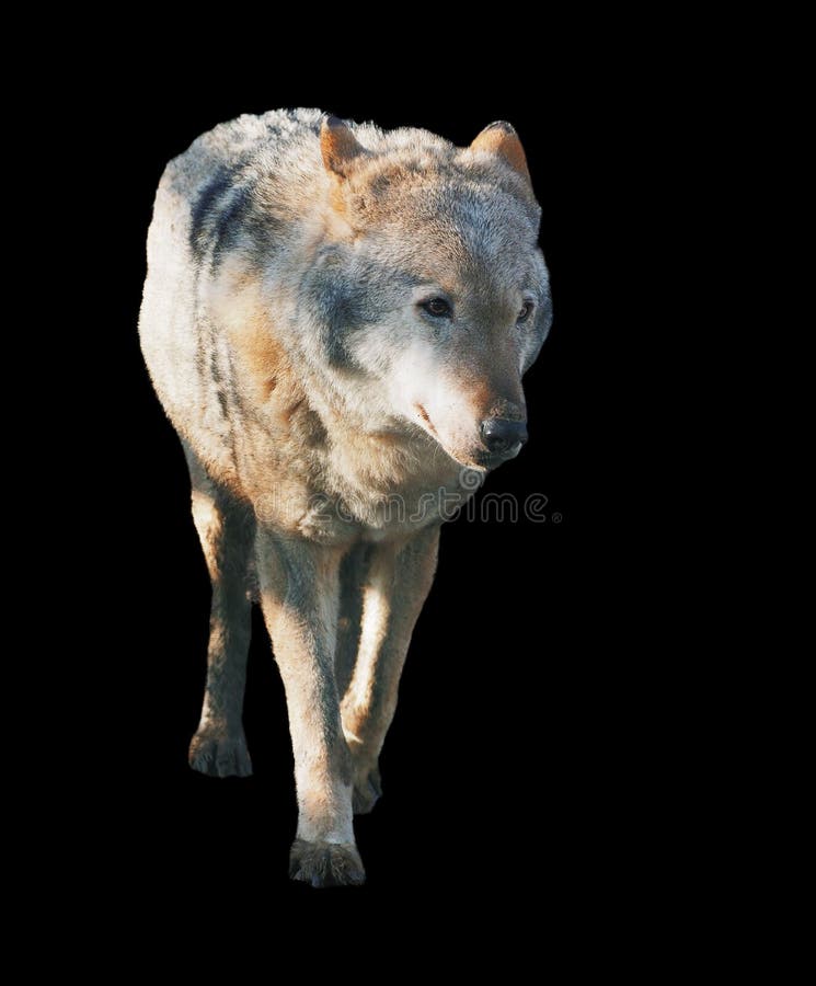 Wolf Standing Grey Full Size Cute Stock Image - Image of horrific ...