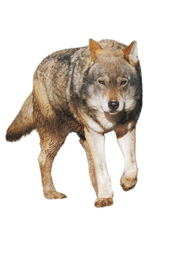 Wolf Standing Grey Full Size Cute Stock Photo - Image of cute, fierce ...